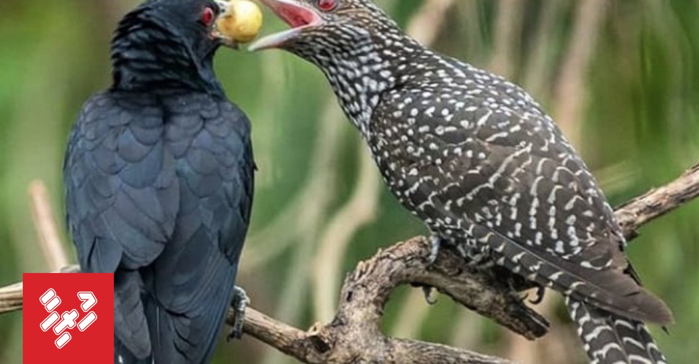 Koveli olhu kurun: Ei kaalhaa kuraa han'guraama eh | Hurihaa.mv