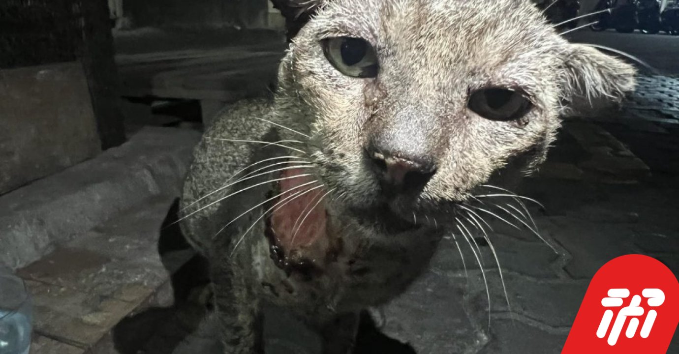 Aniyaa libifaivaa bulhaleh hifai, havaalu kondhey meehakah 300 dollar ...